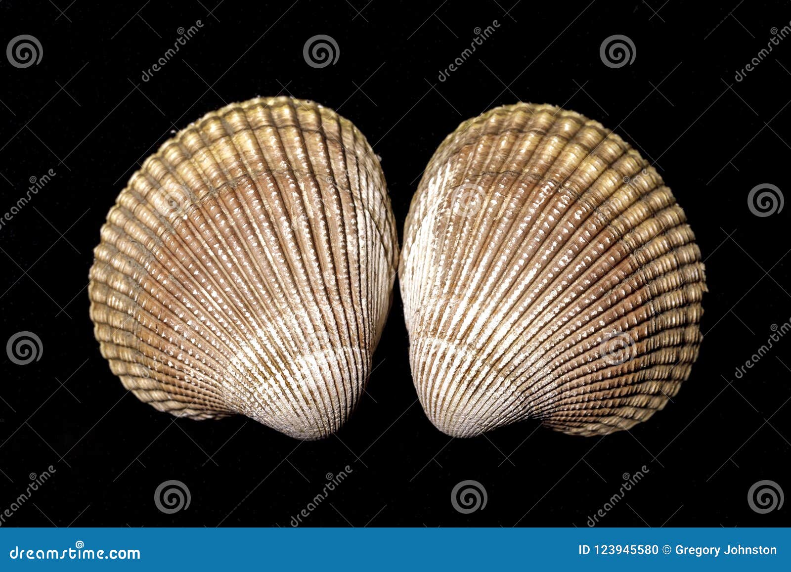 Overview of Two Cockle Shells. Stock Photo - Image of closeup, natural ...
