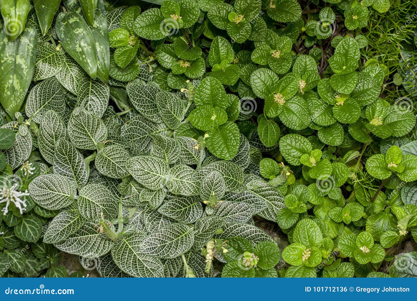 Green ground cover. stock photo. Image of ecology, closeup - 101712136