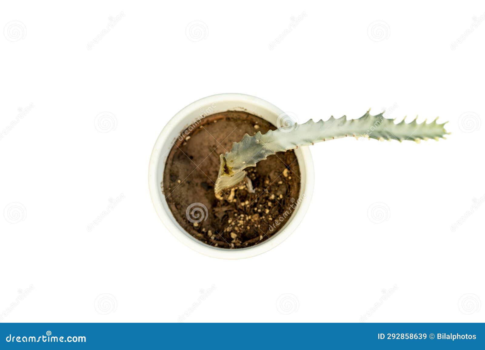 Overwatered and Roots Rot Cactus High Angle View Isolated on White ...