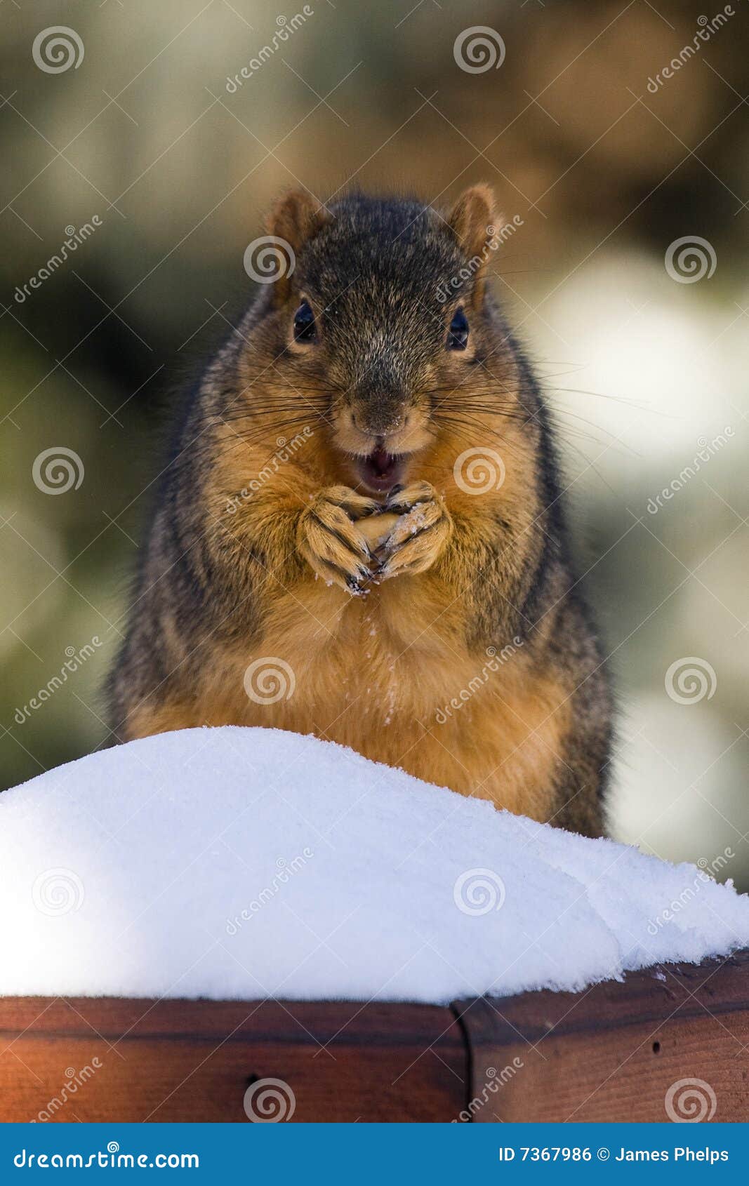 Overweight Fox Squirrel Eating a Nut Stock Photo - Image of pest ...