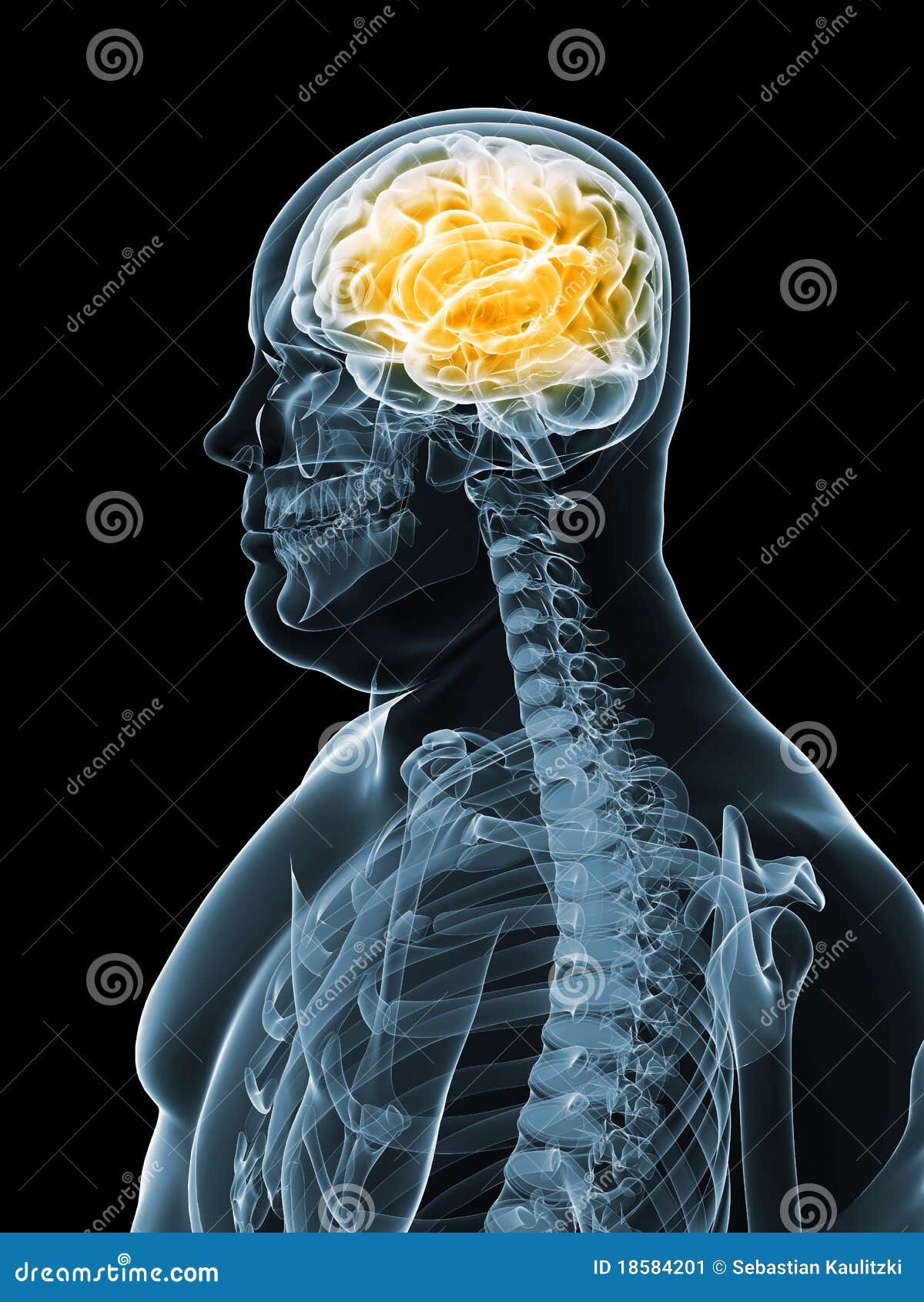 Overweight male - brain stock illustration. Illustration of anatomy ...