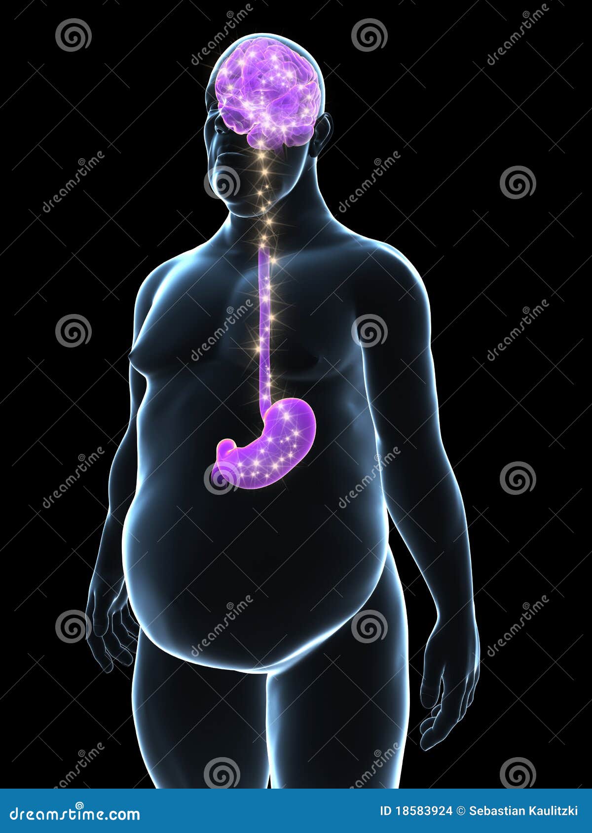 Overweight Male - Brain Stomach Connection Stock Illustration ...