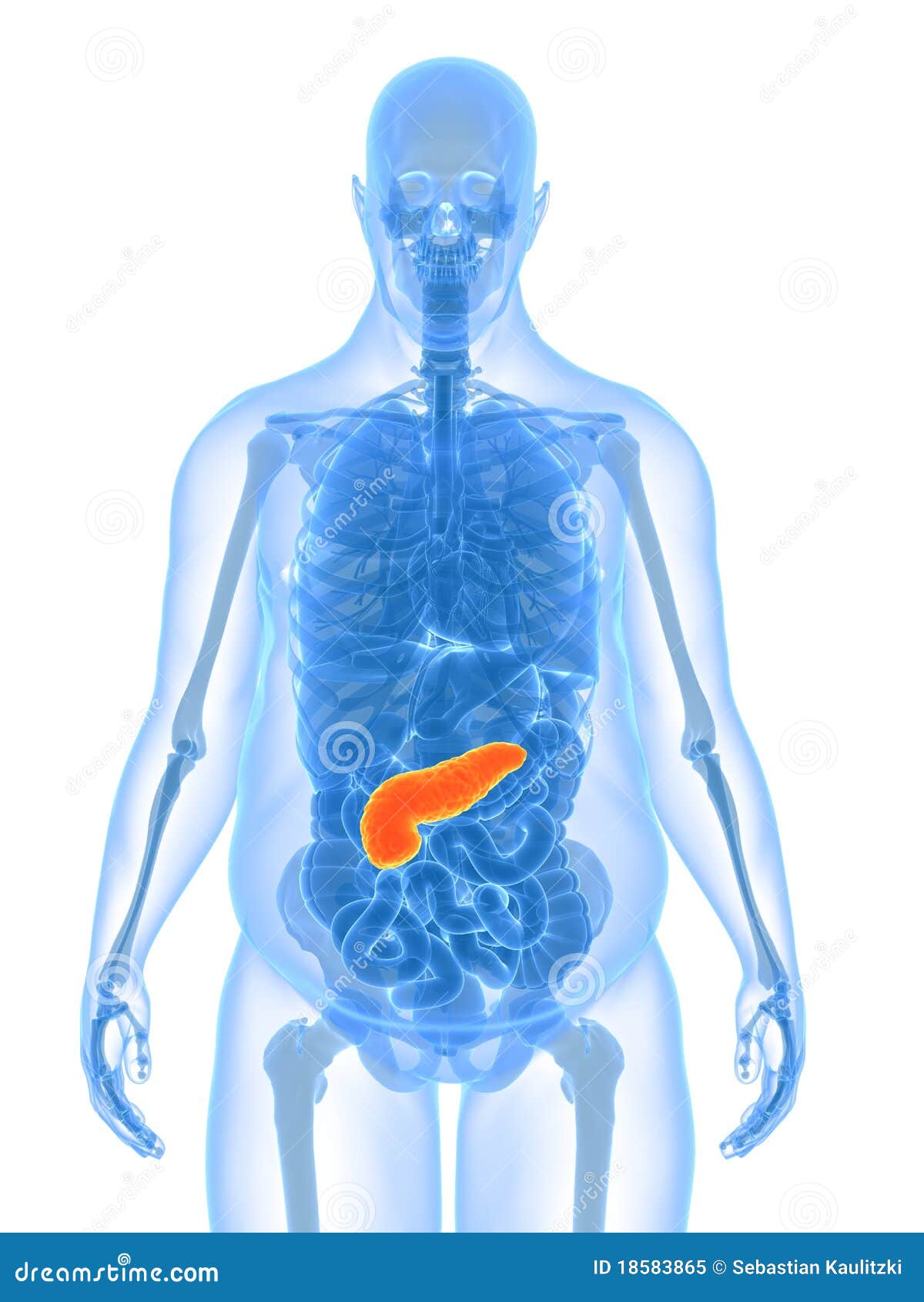 Overweight male - pancreas stock illustration. Illustration of ...