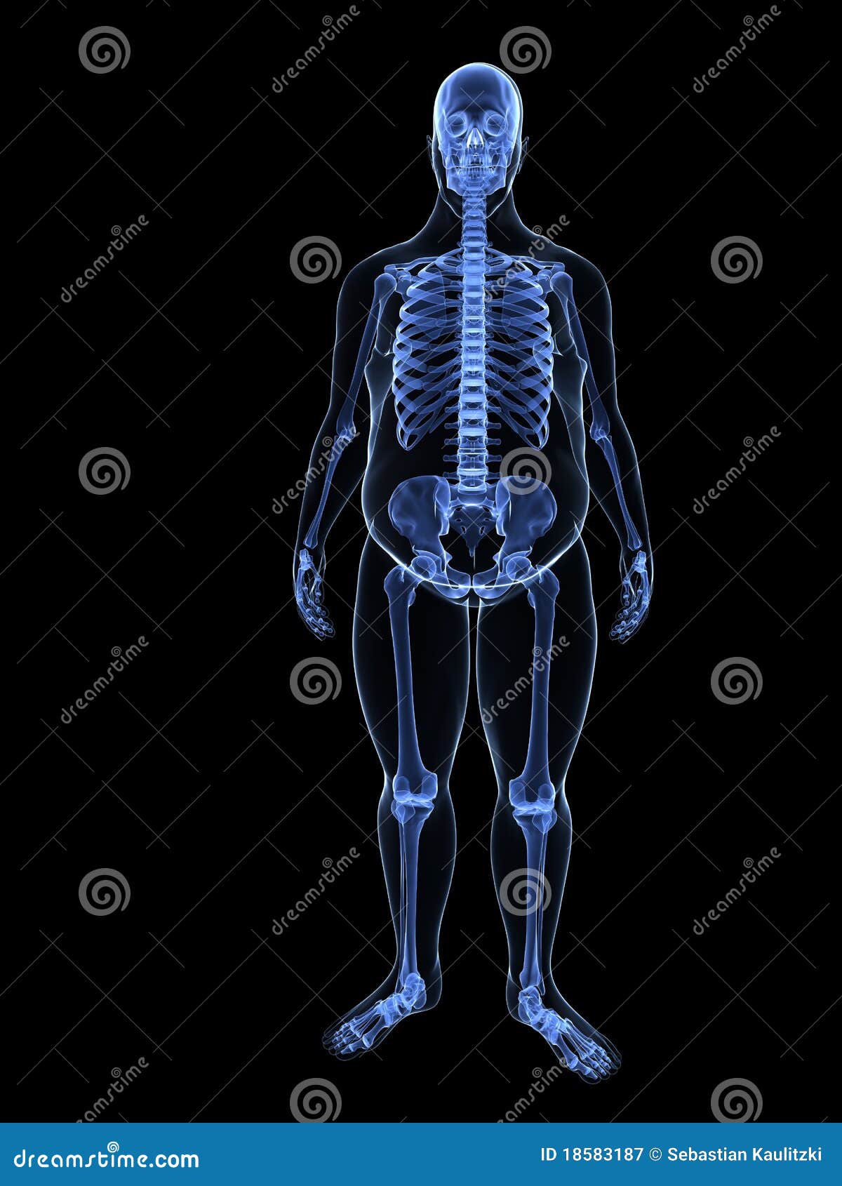 Overweight male - skeleton stock illustration. Illustration of ribs ...
