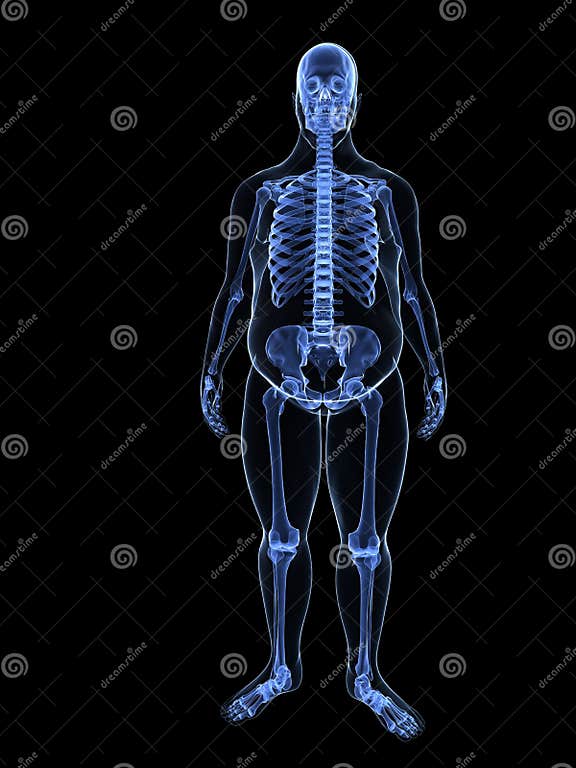 Overweight male - skeleton stock illustration. Illustration of ribs ...