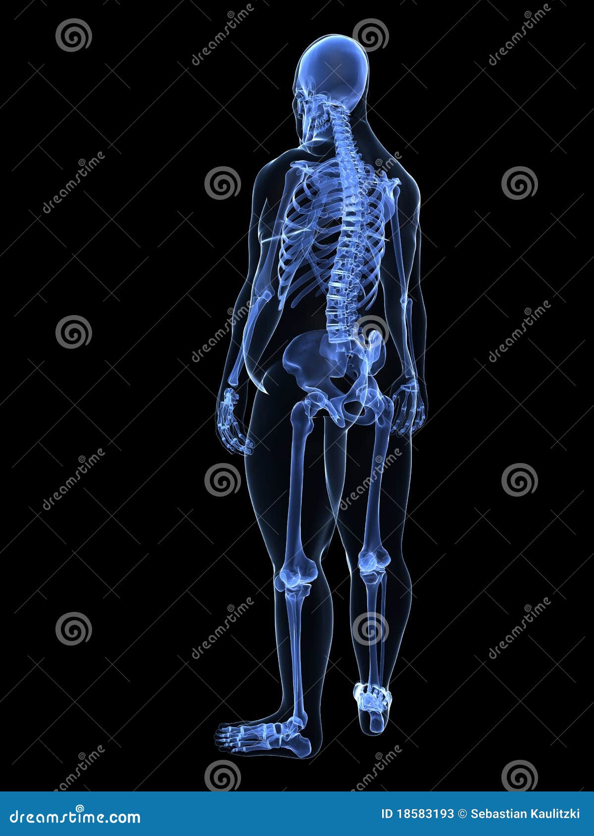 Overweight male - skeleton stock illustration. Illustration of slipped ...