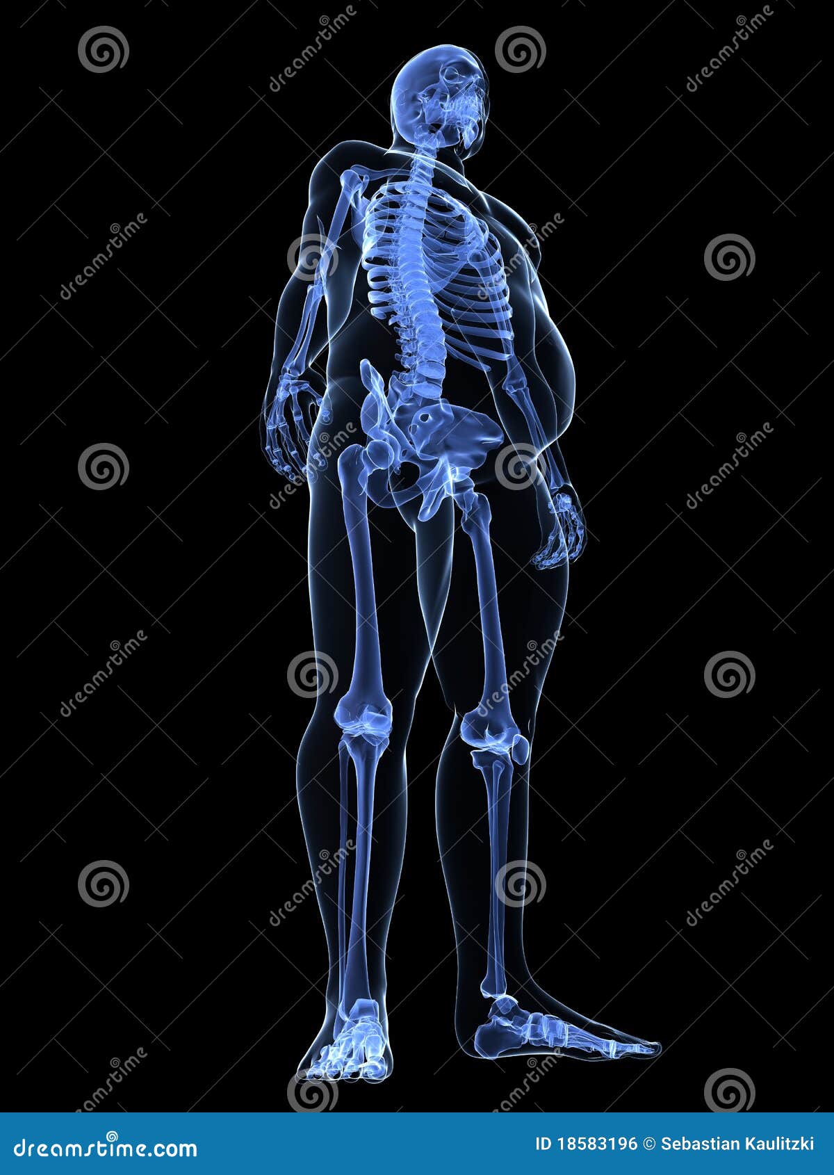 Overweight male - skeleton stock illustration. Illustration of ...
