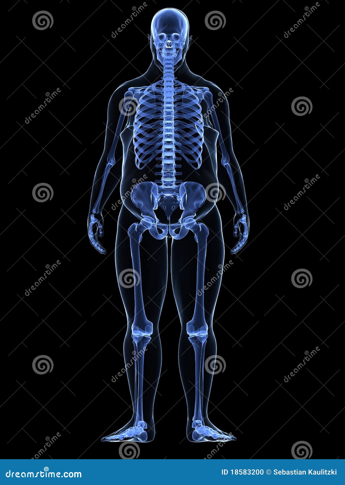Overweight male - skeleton stock illustration. Illustration of biology ...