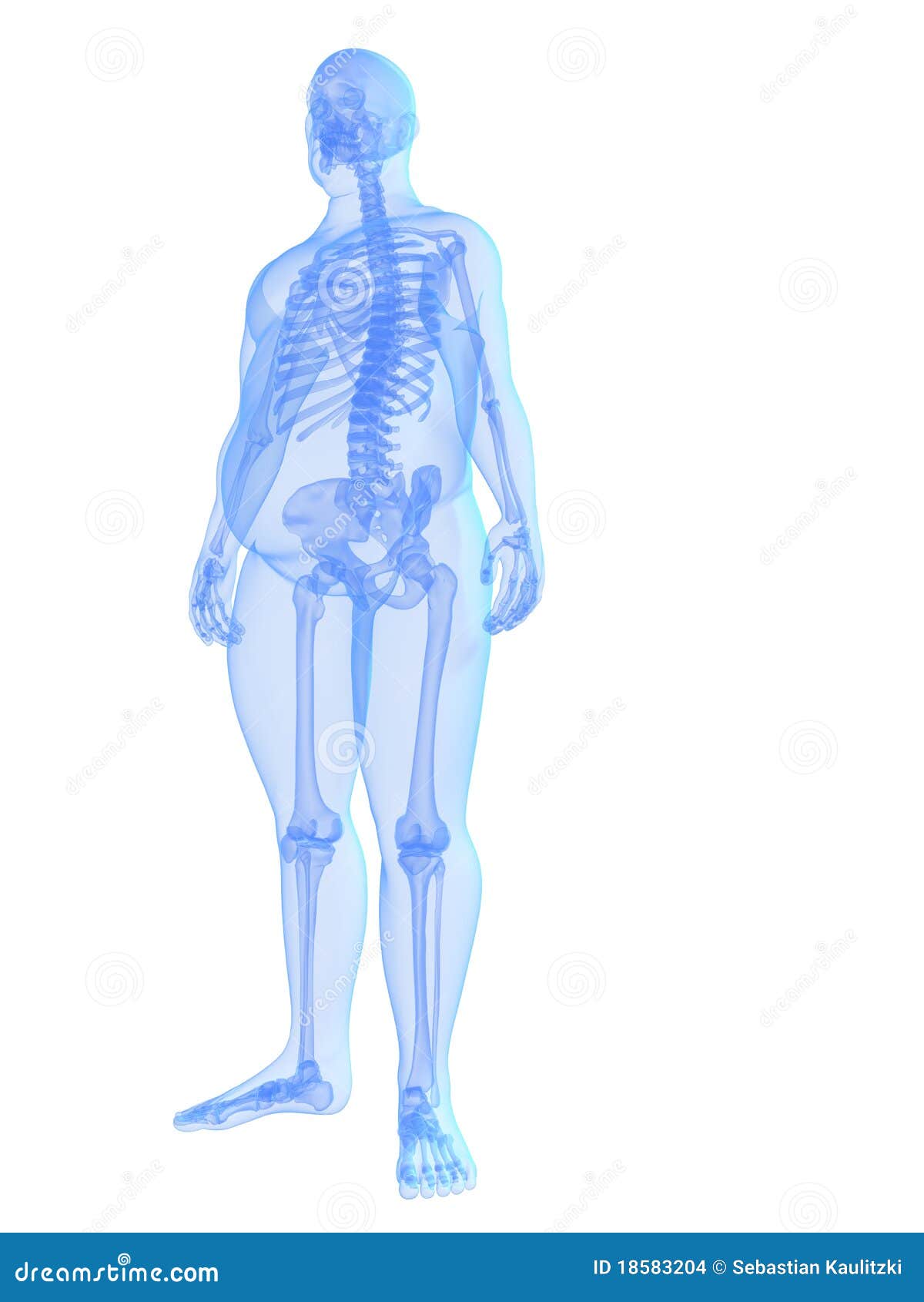 Overweight male - skeleton stock illustration. Illustration of skeletal ...