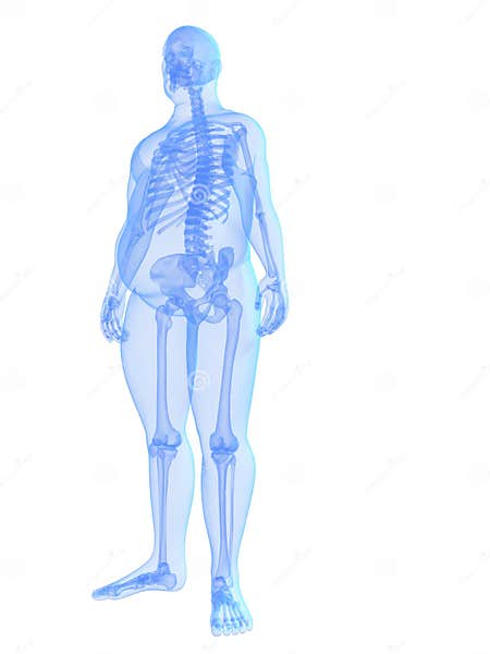 Overweight male - skeleton stock illustration. Illustration of skeletal ...
