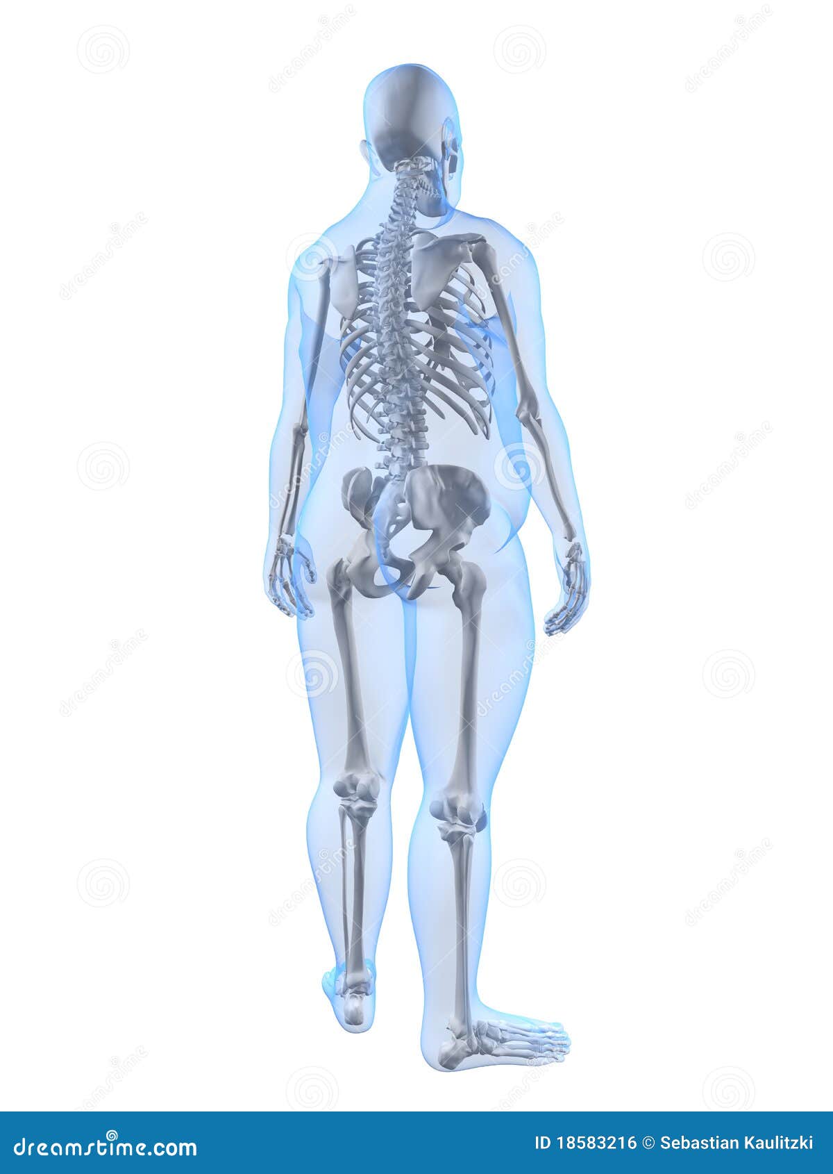 Overweight Male - Skeleton Stock Illustration | CartoonDealer.com #18583216
