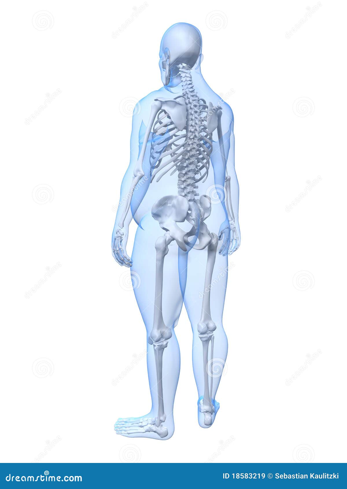 Overweight male - skeleton stock illustration. Illustration of bones ...