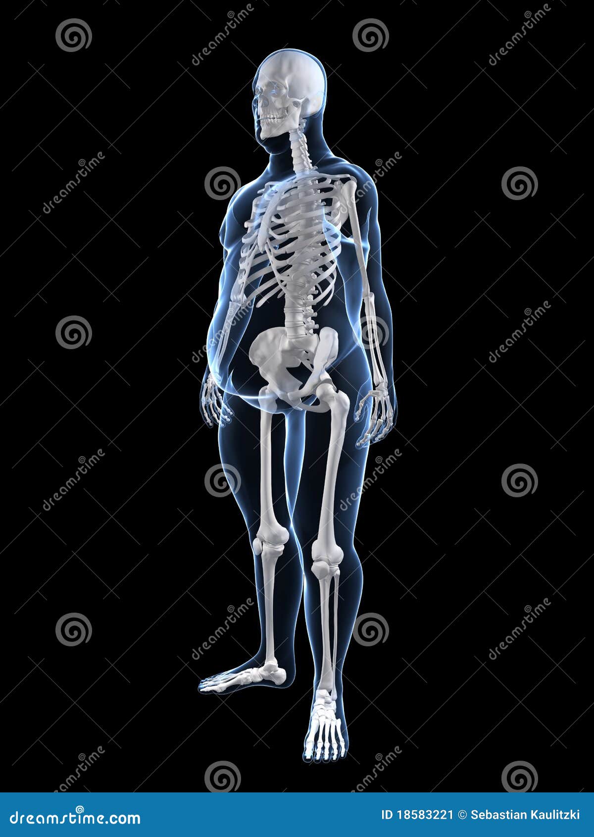Overweight male - skeleton stock illustration. Illustration of skeletal ...
