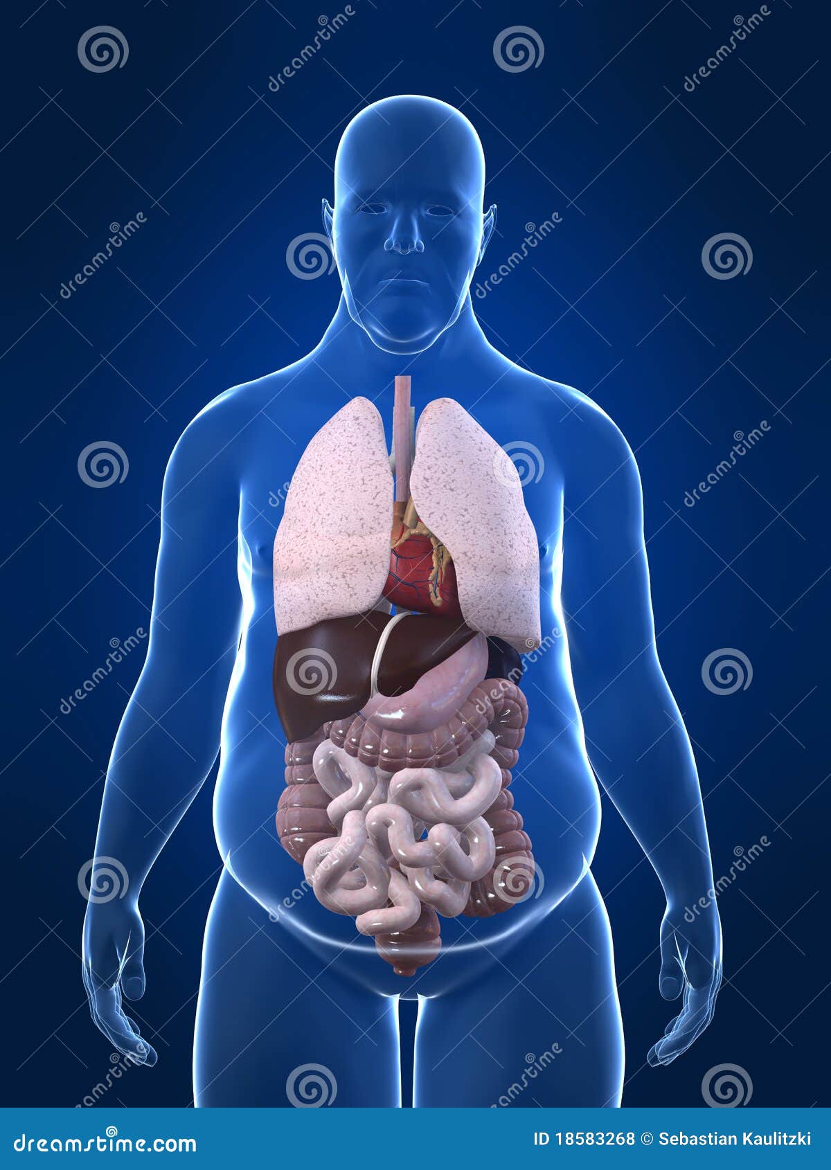 Overweight man - anatomy stock illustration. Illustration of fatness ...