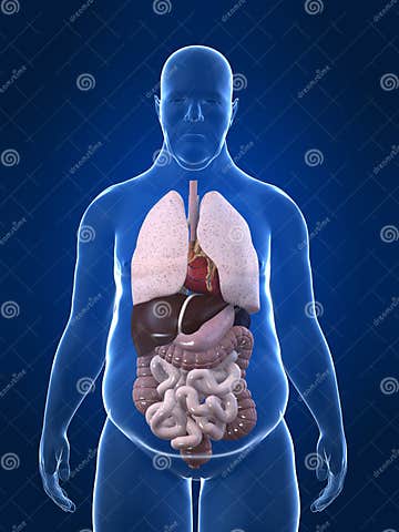 Overweight man - anatomy stock illustration. Illustration of fatness ...