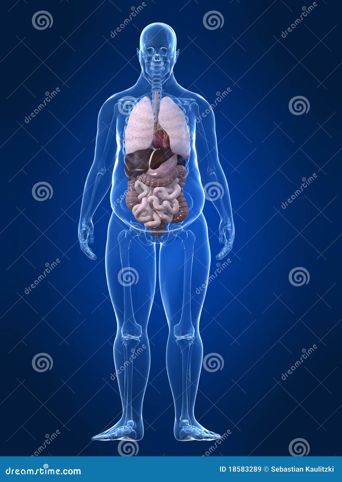 Overweight man - anatomy stock illustration. Illustration of obese ...