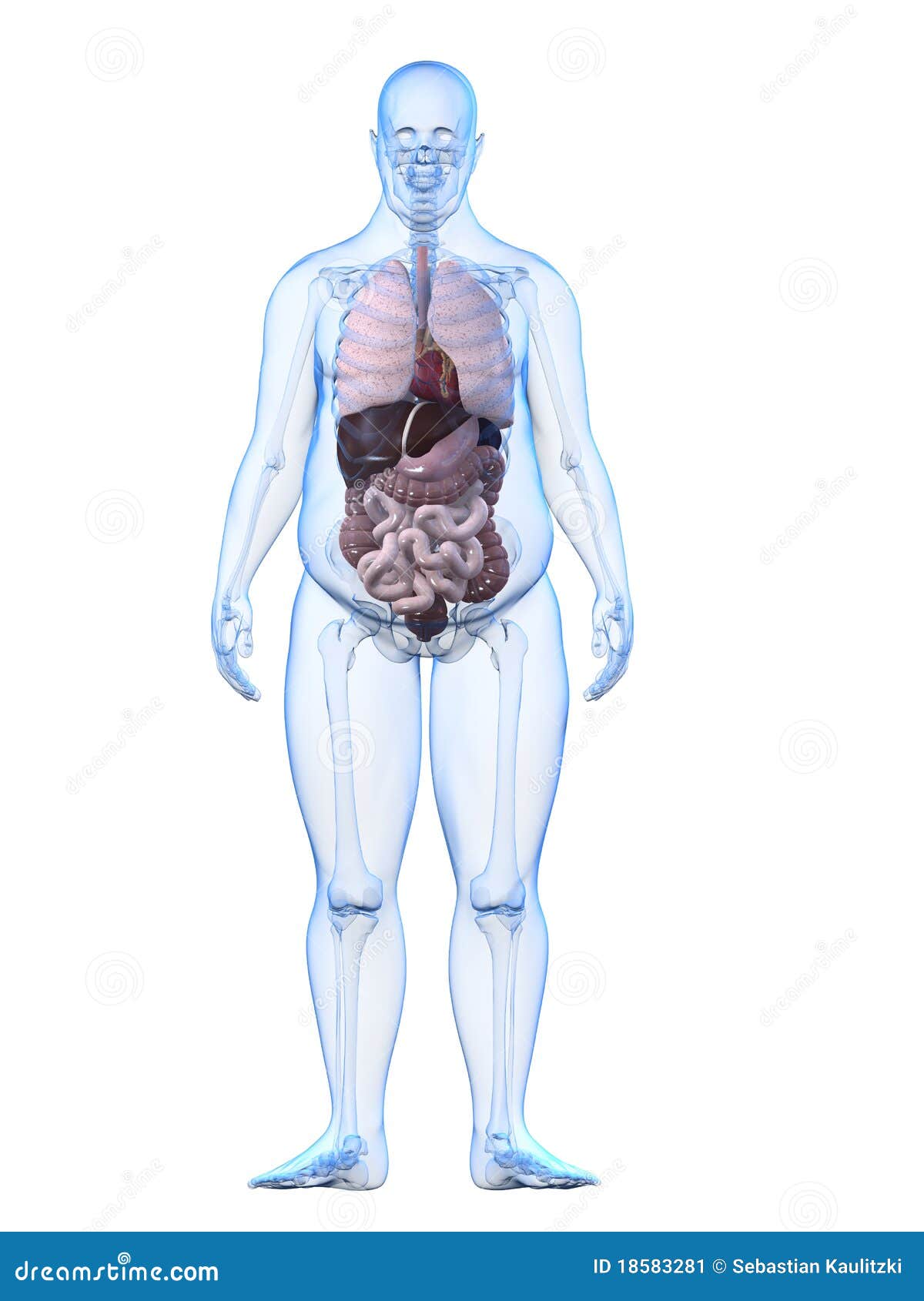 Overweight man - organs stock illustration. Illustration of gastric ...