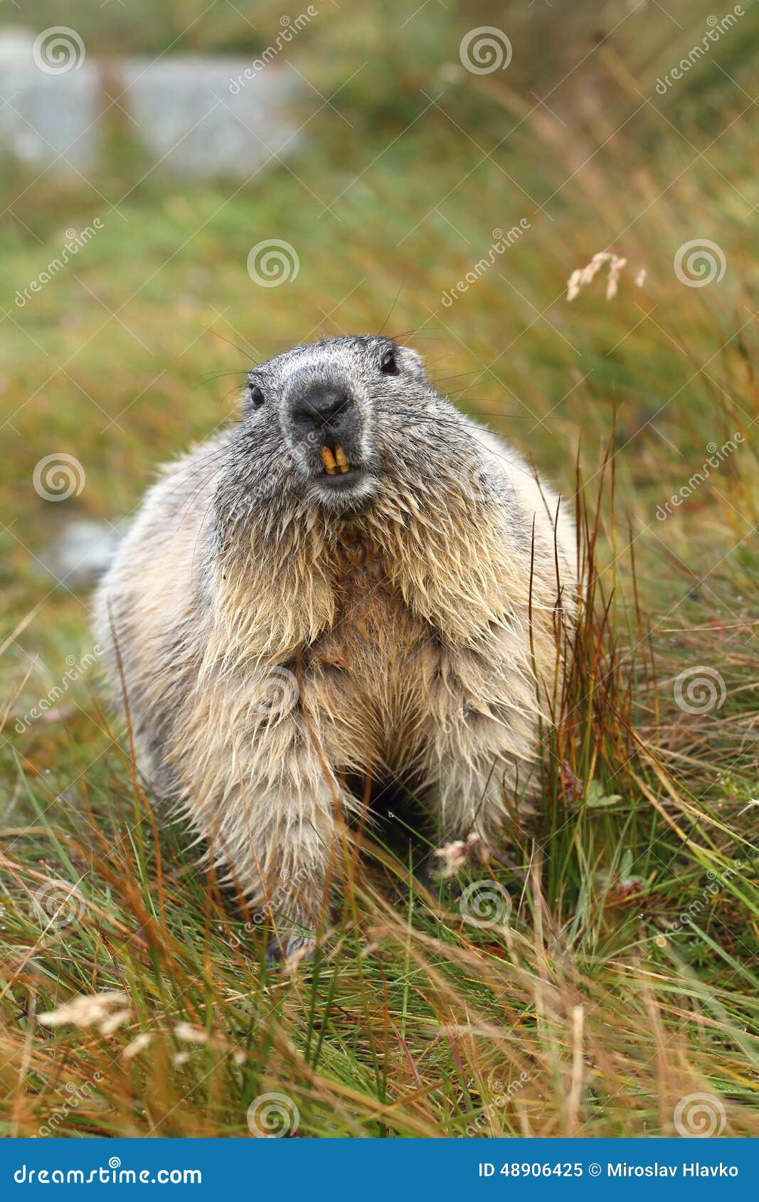 Overweight marmot stock image. Image of rodent, overweight - 48906425
