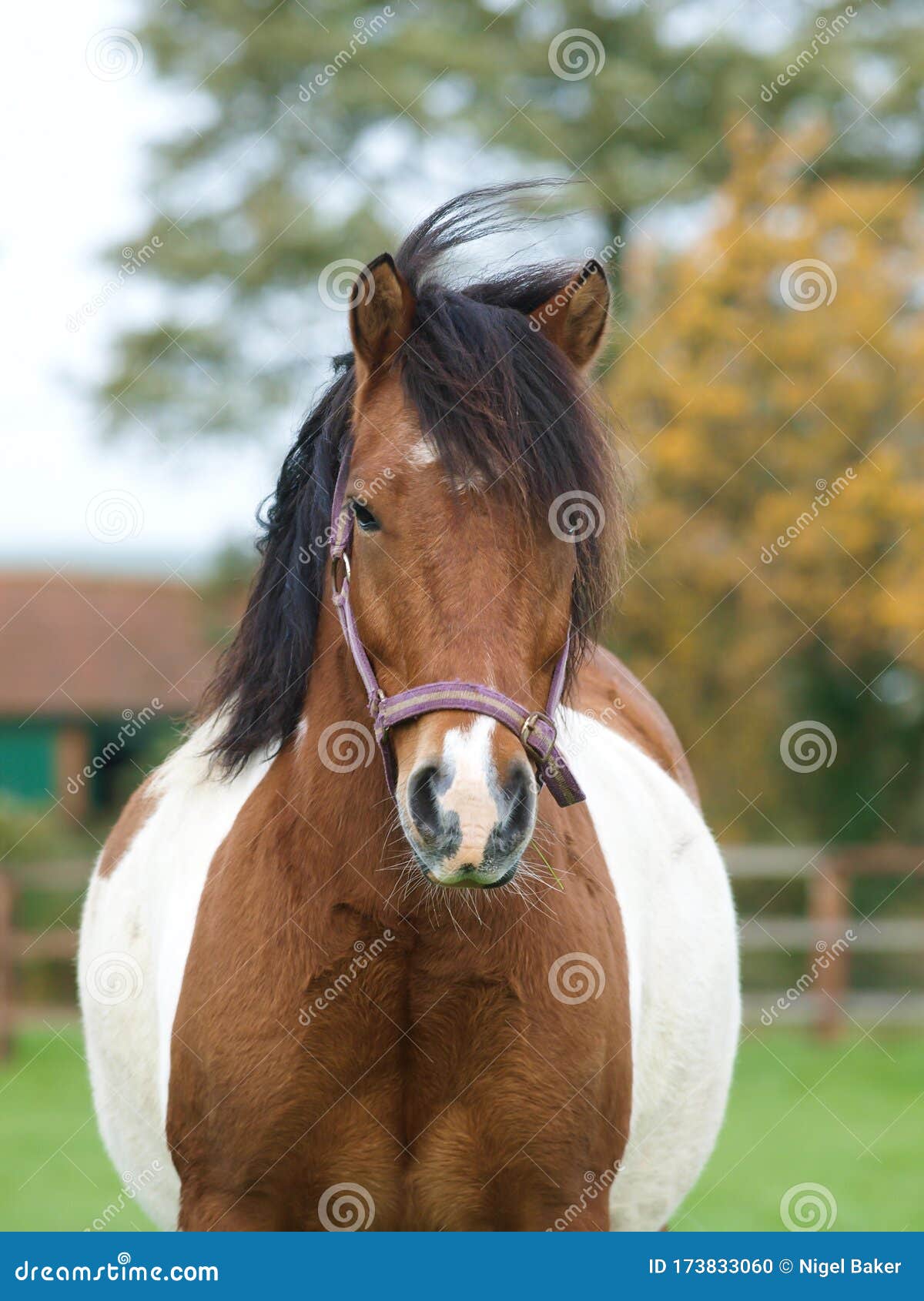 Overweight Pony stock photo. Image of outdoors, ears - 173833060