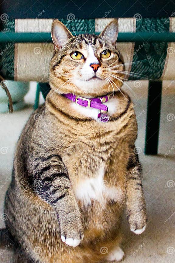 Overweight tabby cat stock photo. Image of details, felis - 14575316