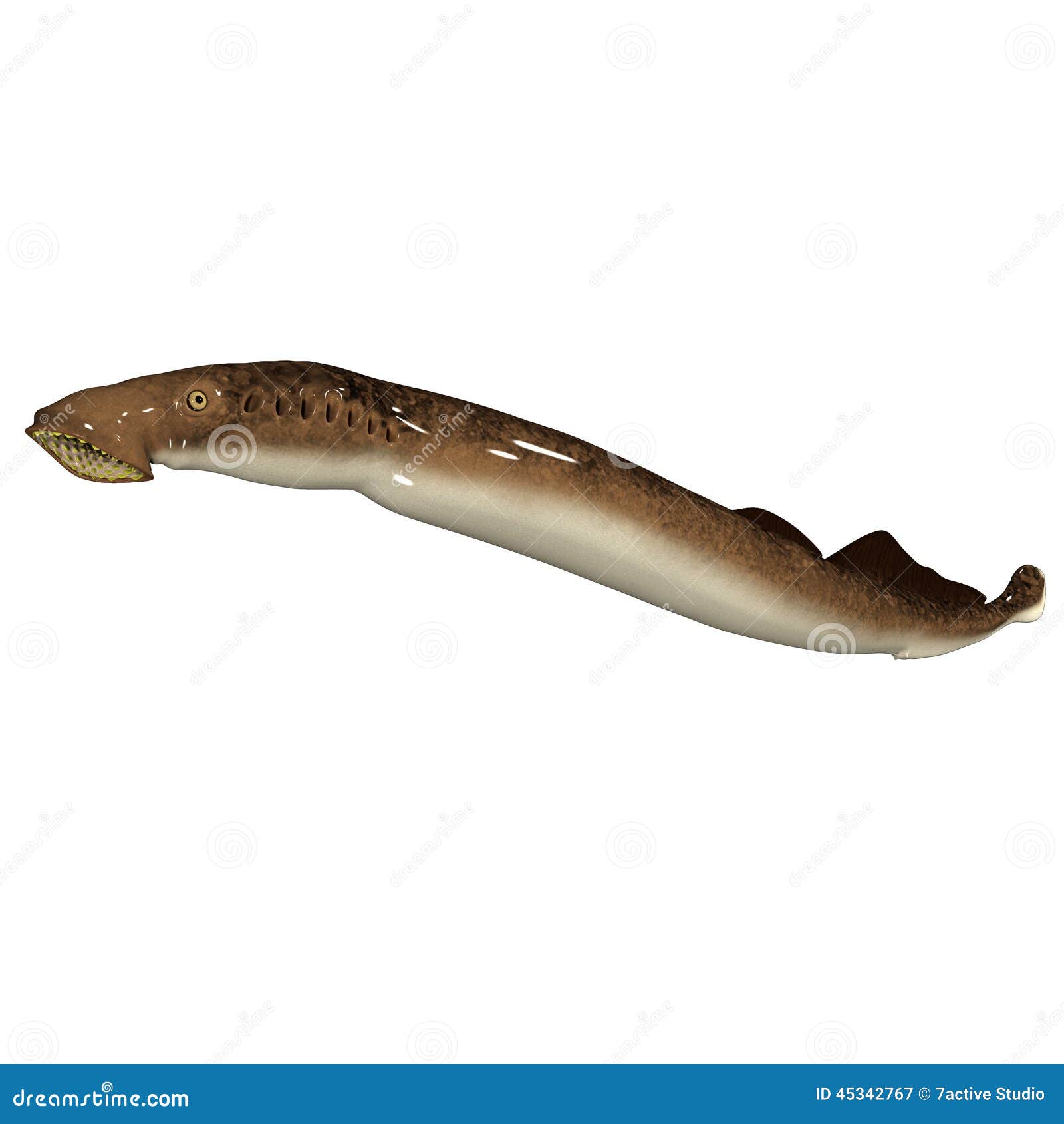 Overzeese lamprei stock afbeelding. Image of dier, proteïne - 45342767