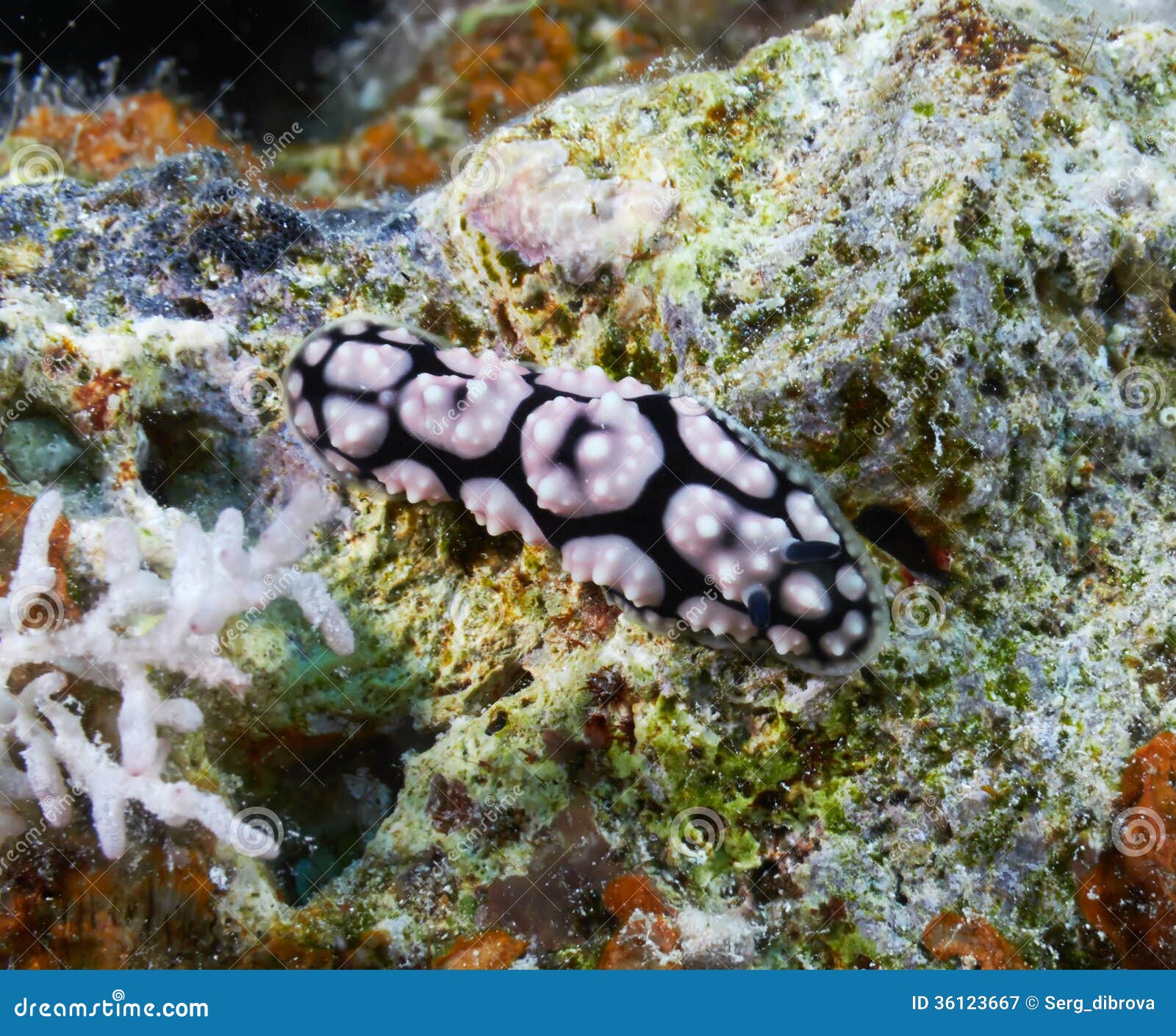 Overzeese naaktslak stock afbeelding. Image of naughty - 36123667