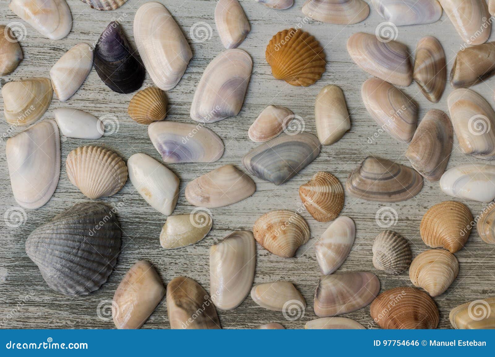Overzeese Shells En Een Mossel Stock Foto - Image of kinderjaren, zomer ...