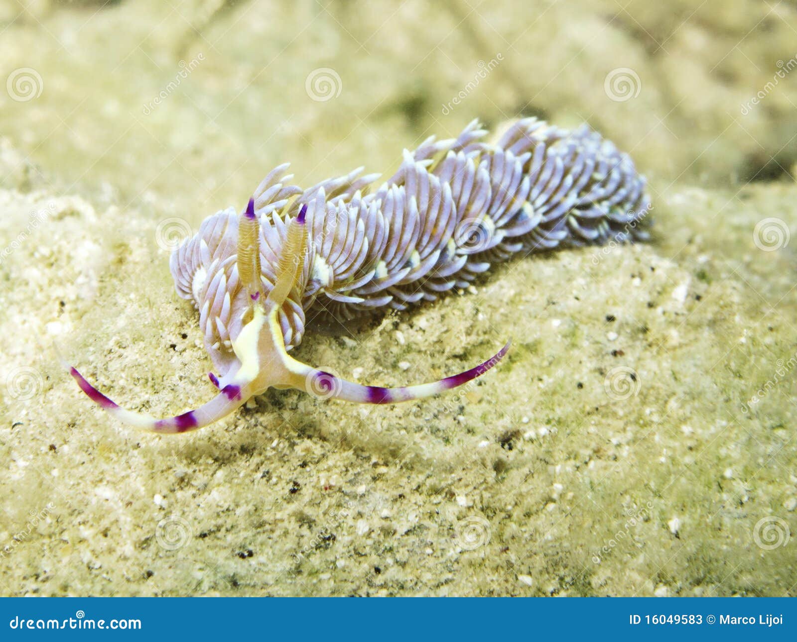 Overzeese Van Nudibranch Naaktslak Stock Afbeelding - Image of blauw ...