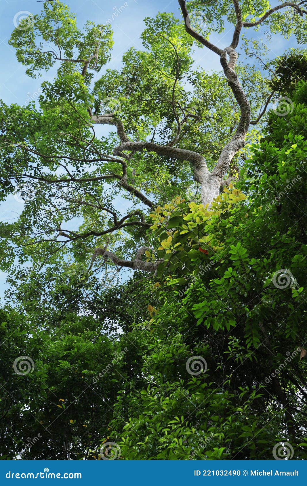 Overzicht Van Tropische Bomen in Het Regenwoud Stock Foto - Image of ...