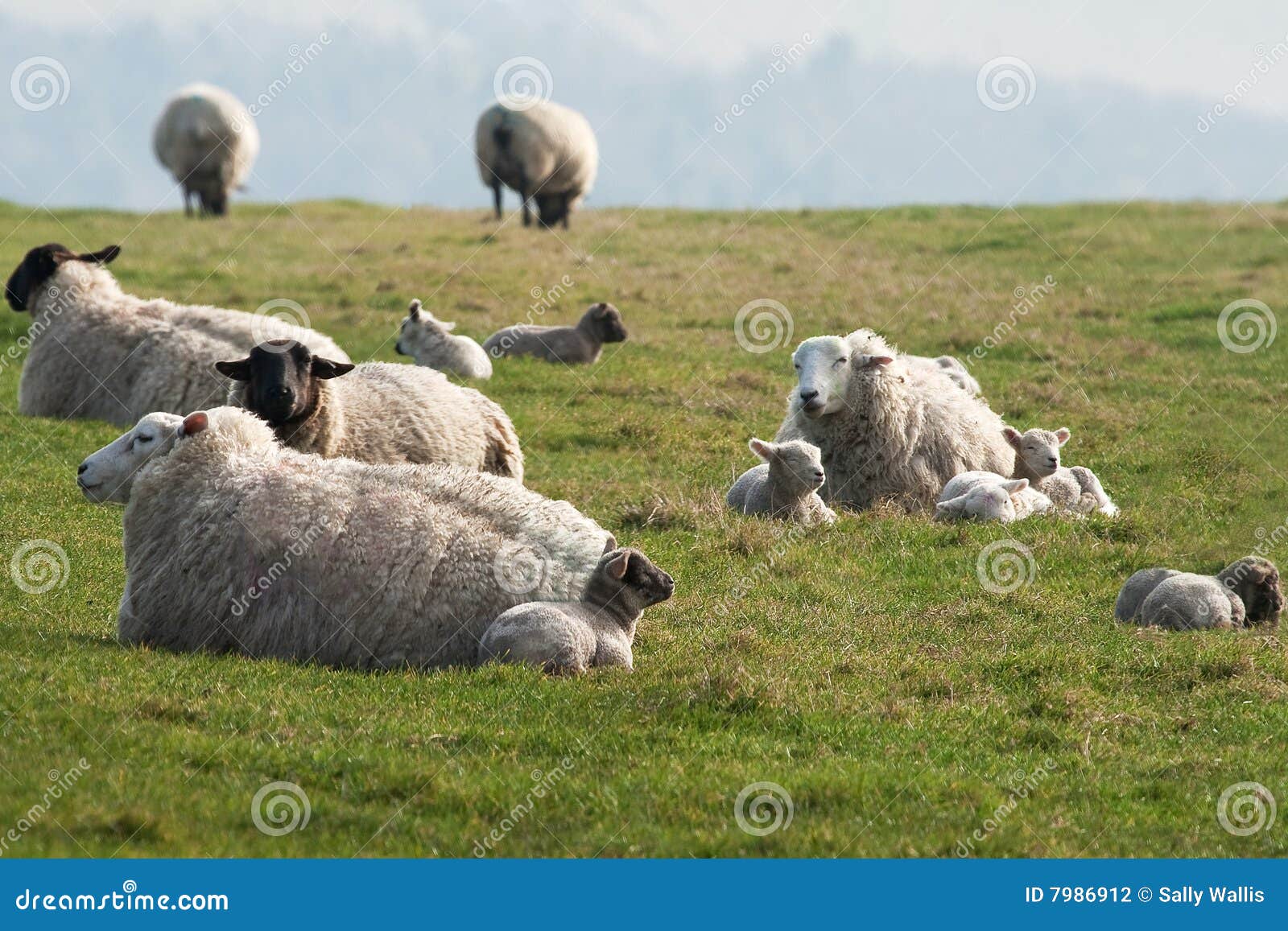 An Ovine Family, Resting in the Downs Stock Photo - Image of downs ...
