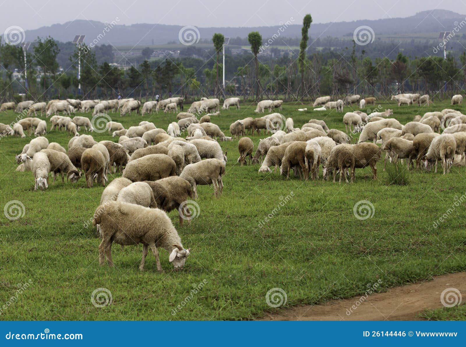 Ovini e bovini fotografia stock. Immagine di bestiami - 26144446