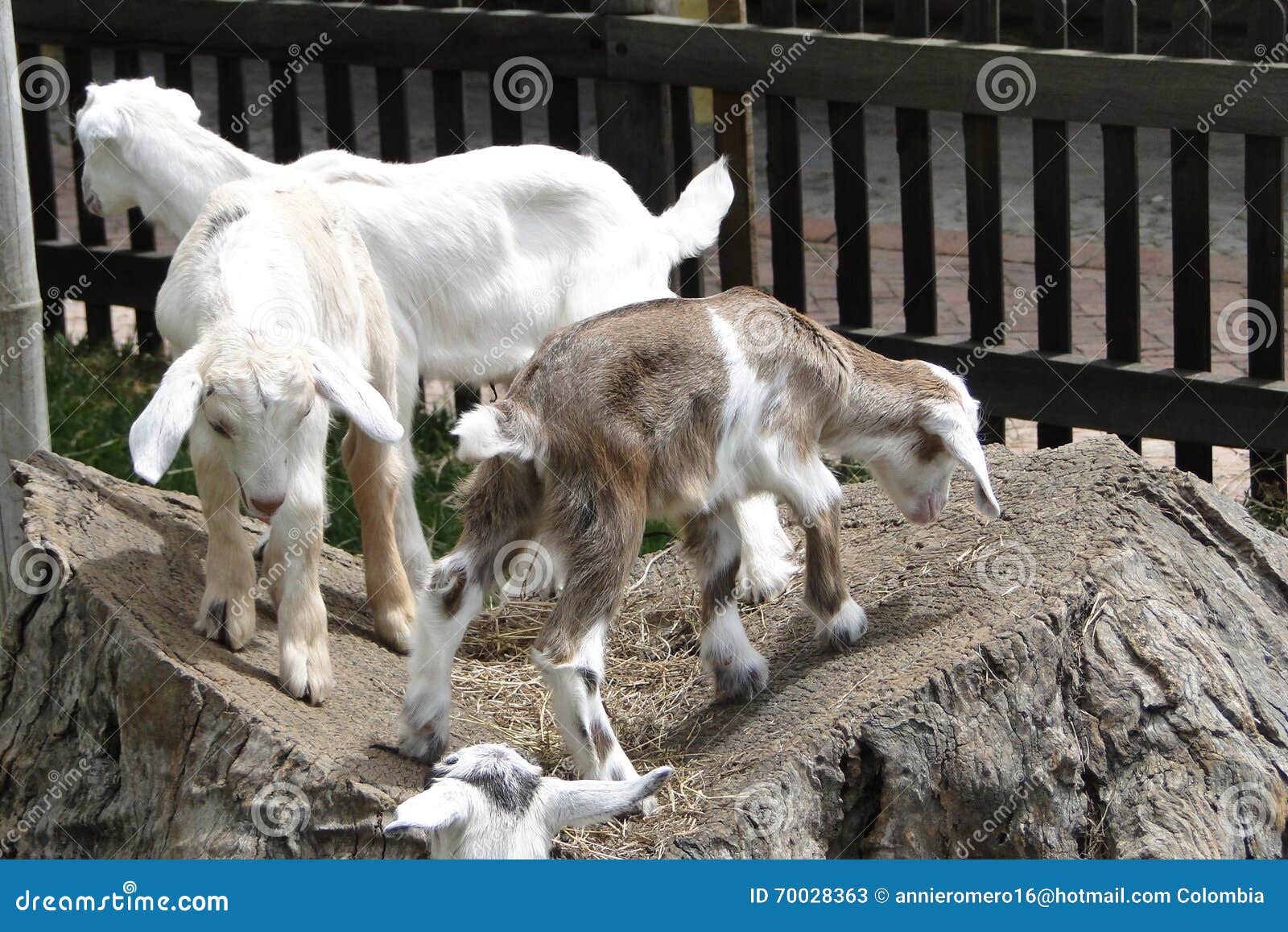 Ovinos imagen de archivo. Imagen de merino, ganado, cabra - 70028363