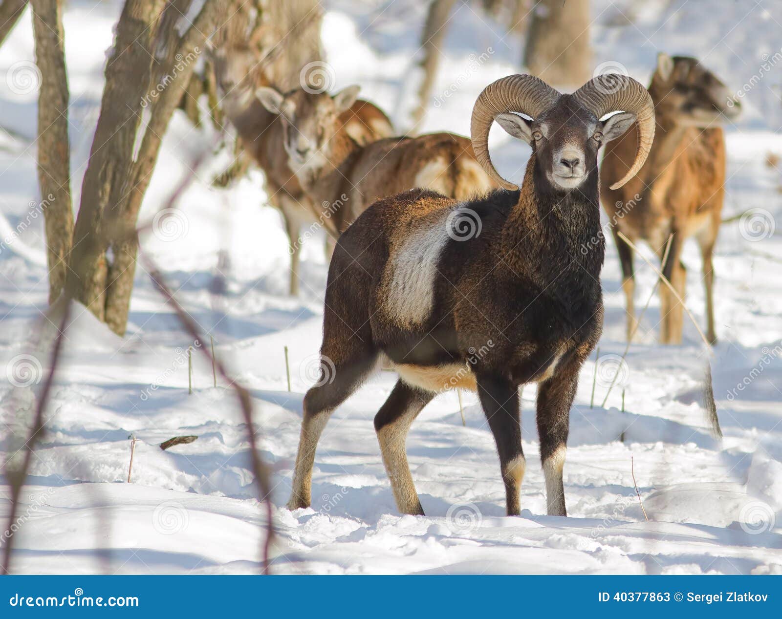 Ovis aries stock image. Image of aries, ovis, animal - 40377863