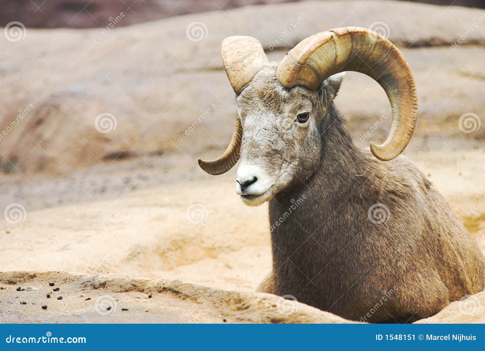 Ovis Canadensis stock image. Image of mammal, nature, bare - 1548151