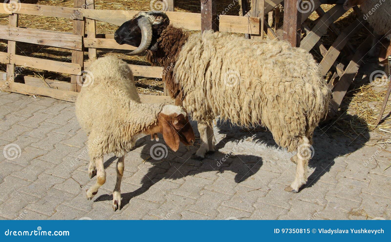 Ovis or sheep. stock image. Image of horn, mammal, nature - 97350815