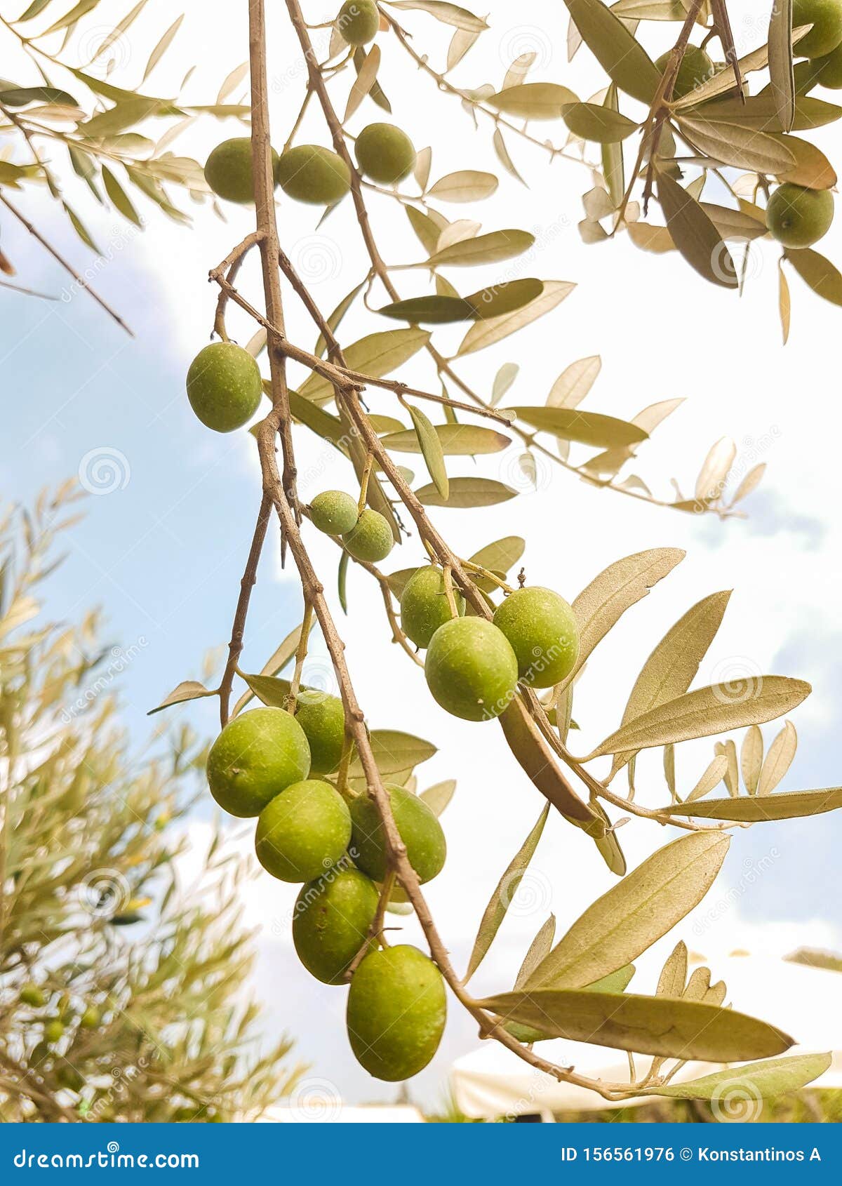 Ovlie Trees Oils Leaf Branch Sky Isolated Stock Photo - Image of branch ...