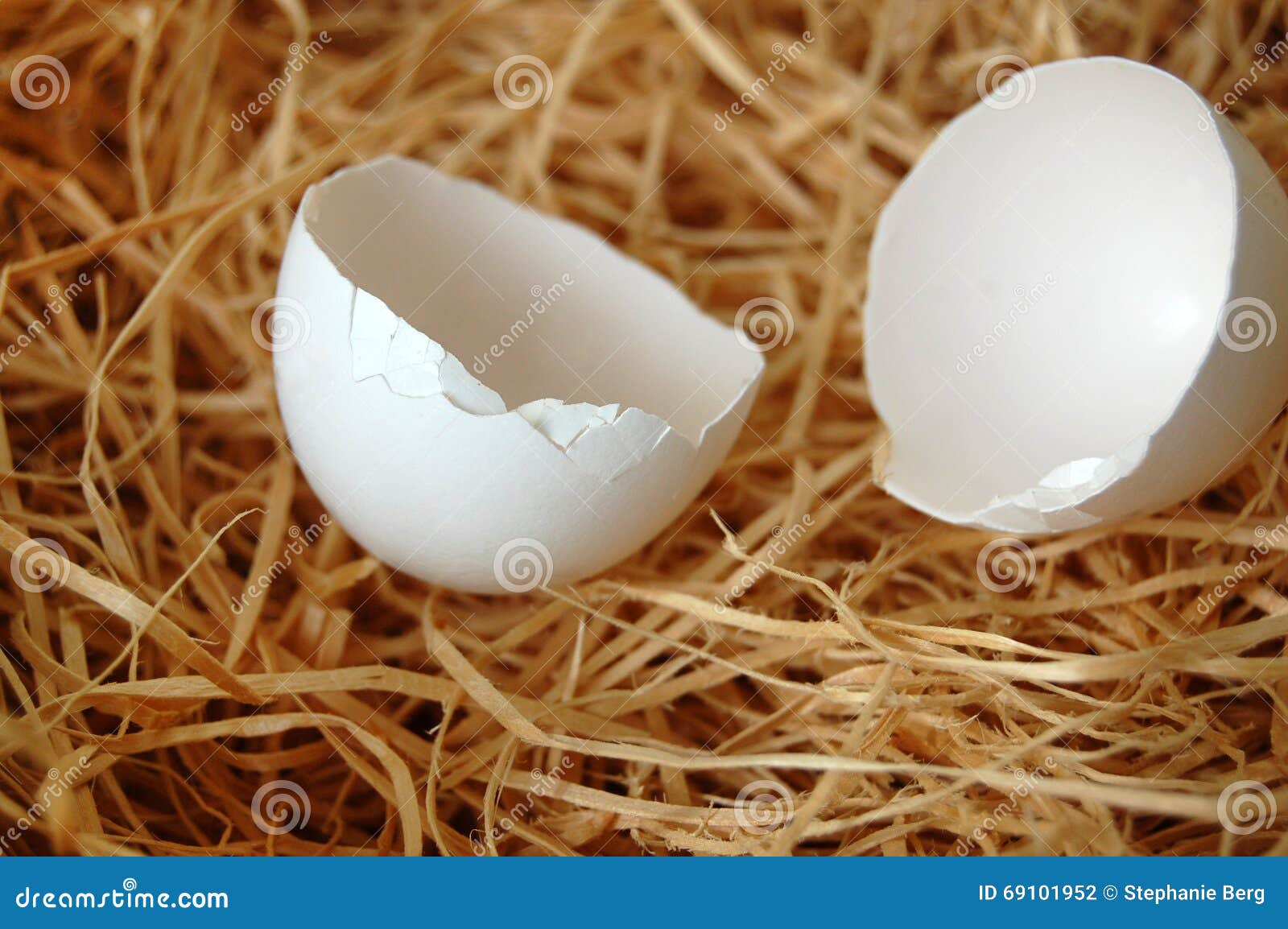 Ovo branco rachado foto de stock. Imagem de casca, recentemente - 69101952