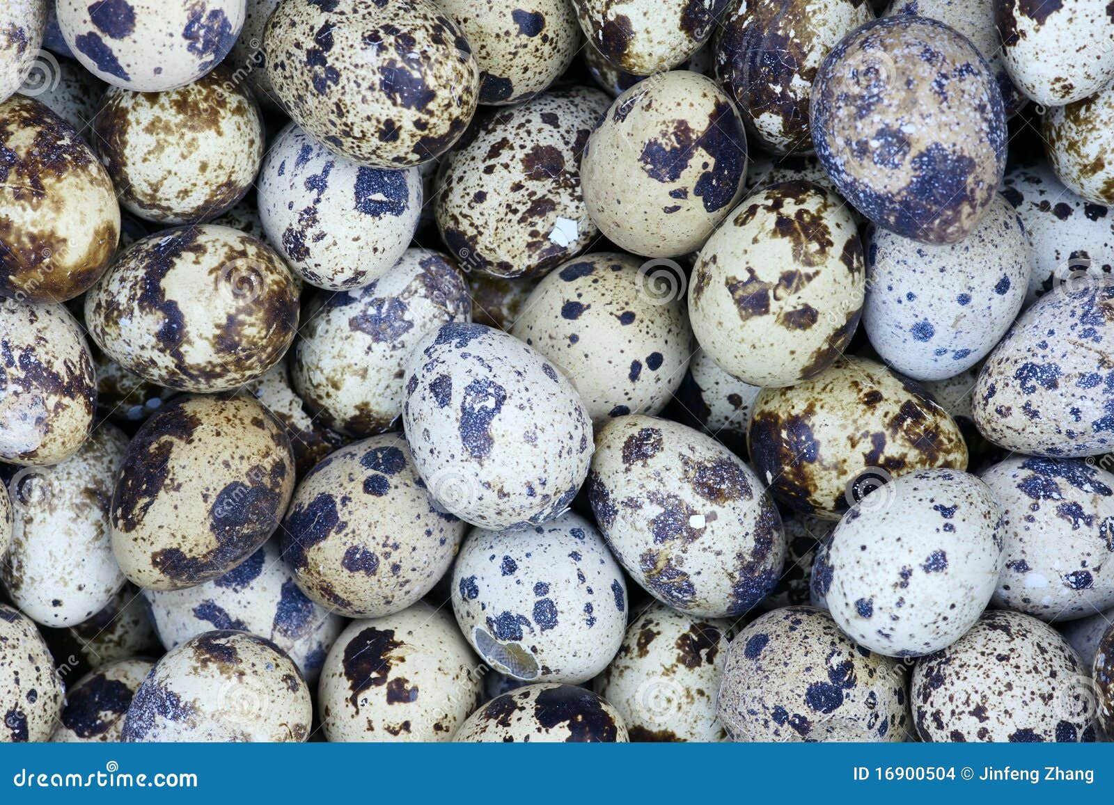 Ovos de codorniz foto de stock. Imagem de ovos, animal - 16900504