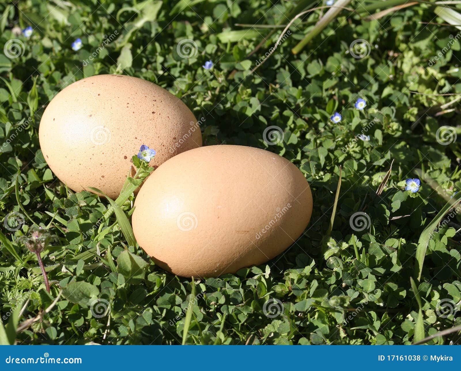 Ovos de Easter na grama foto de stock. Imagem de horizontal - 17161038