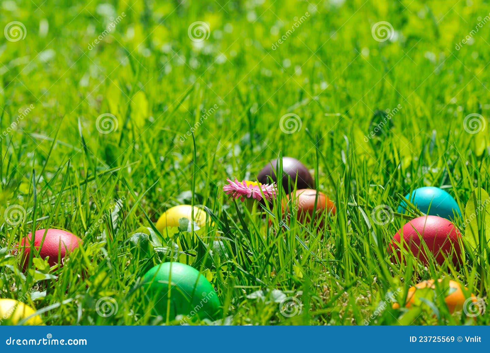 Ovos De Easter Na Grama Verde Imagem de Stock - Imagem de pasto, forma ...