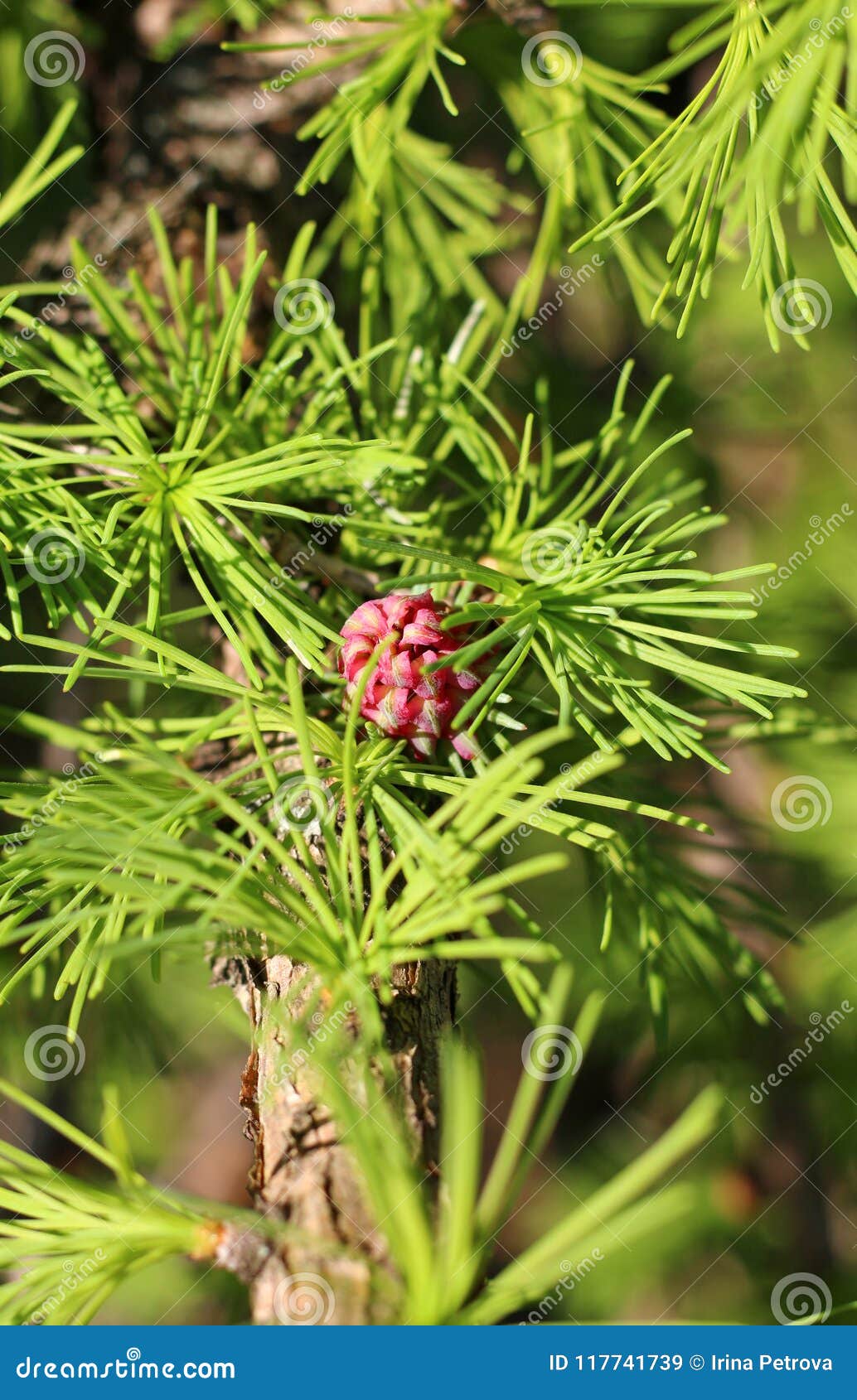 Ovulate Cones of Larch Tree in Spring, End of April. Stock Image ...