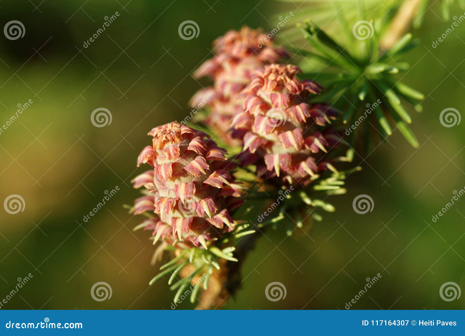 Larch strobili stock image. Image of microsporangia - 117164307