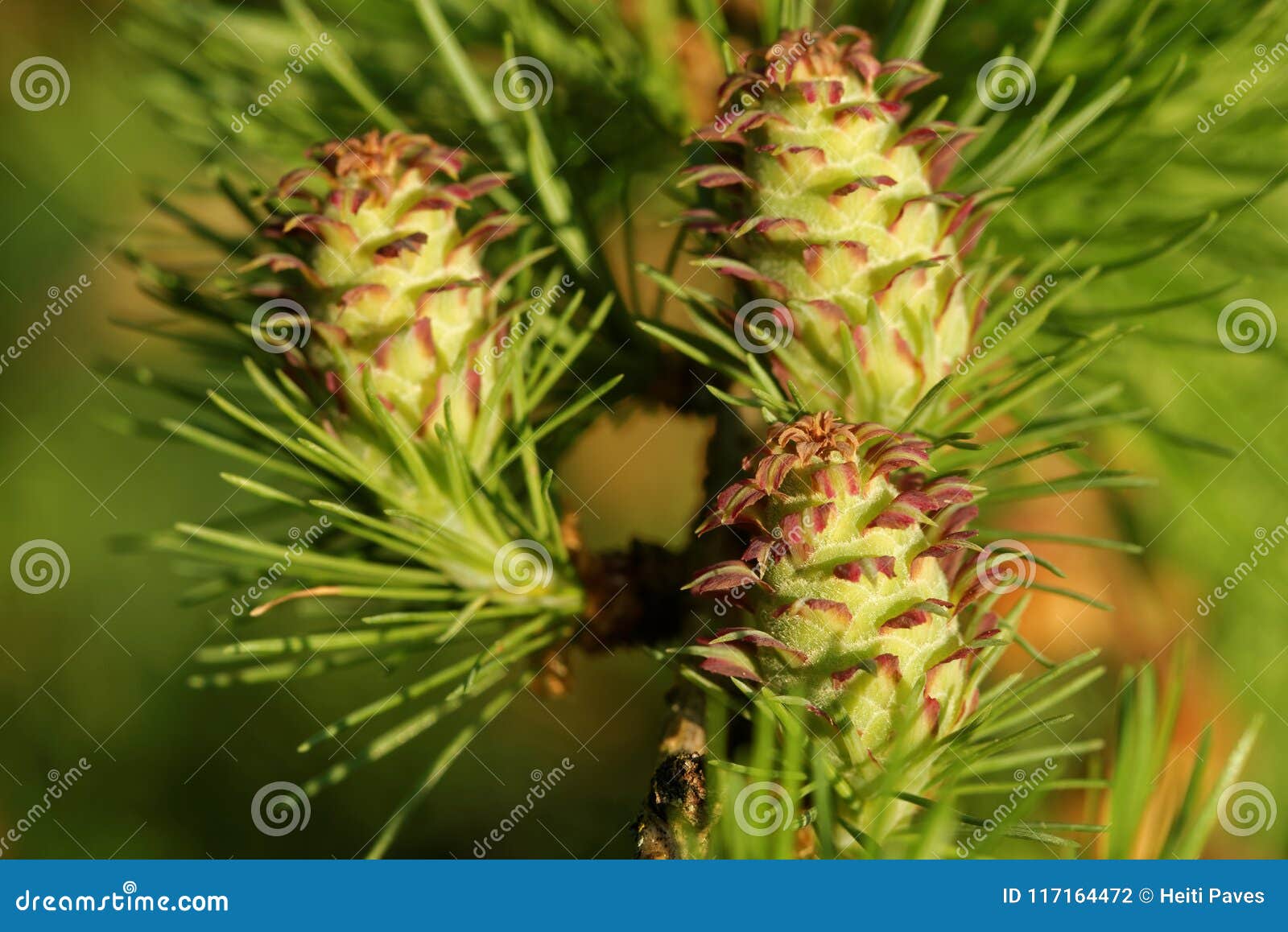 Larch strobili stock photo. Image of pollen, female - 117164472