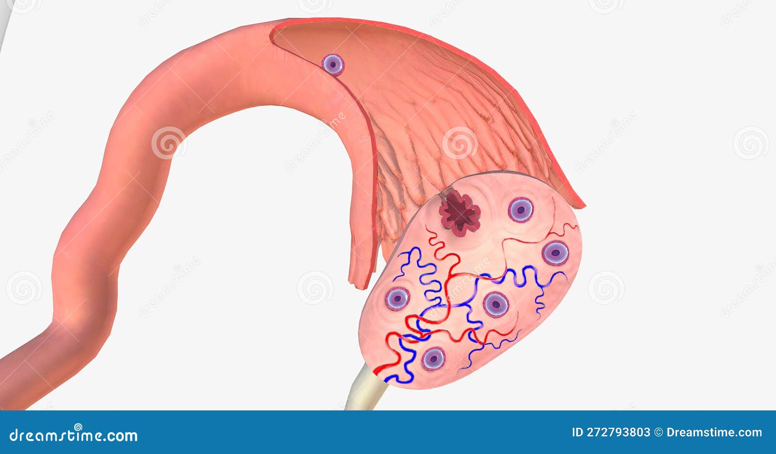 Ovulation is the Process of Releasing a Mature Egg from the Ovary into ...