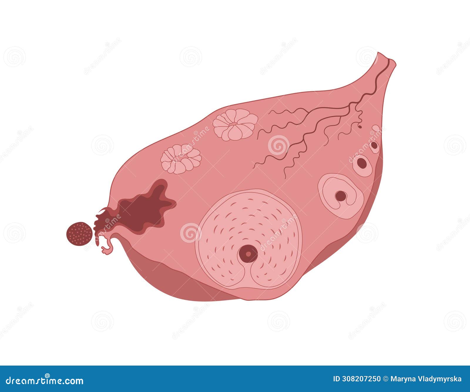 Ovulation Steps Infographic Diagram Ovarian Cycle Anatomy Of Female