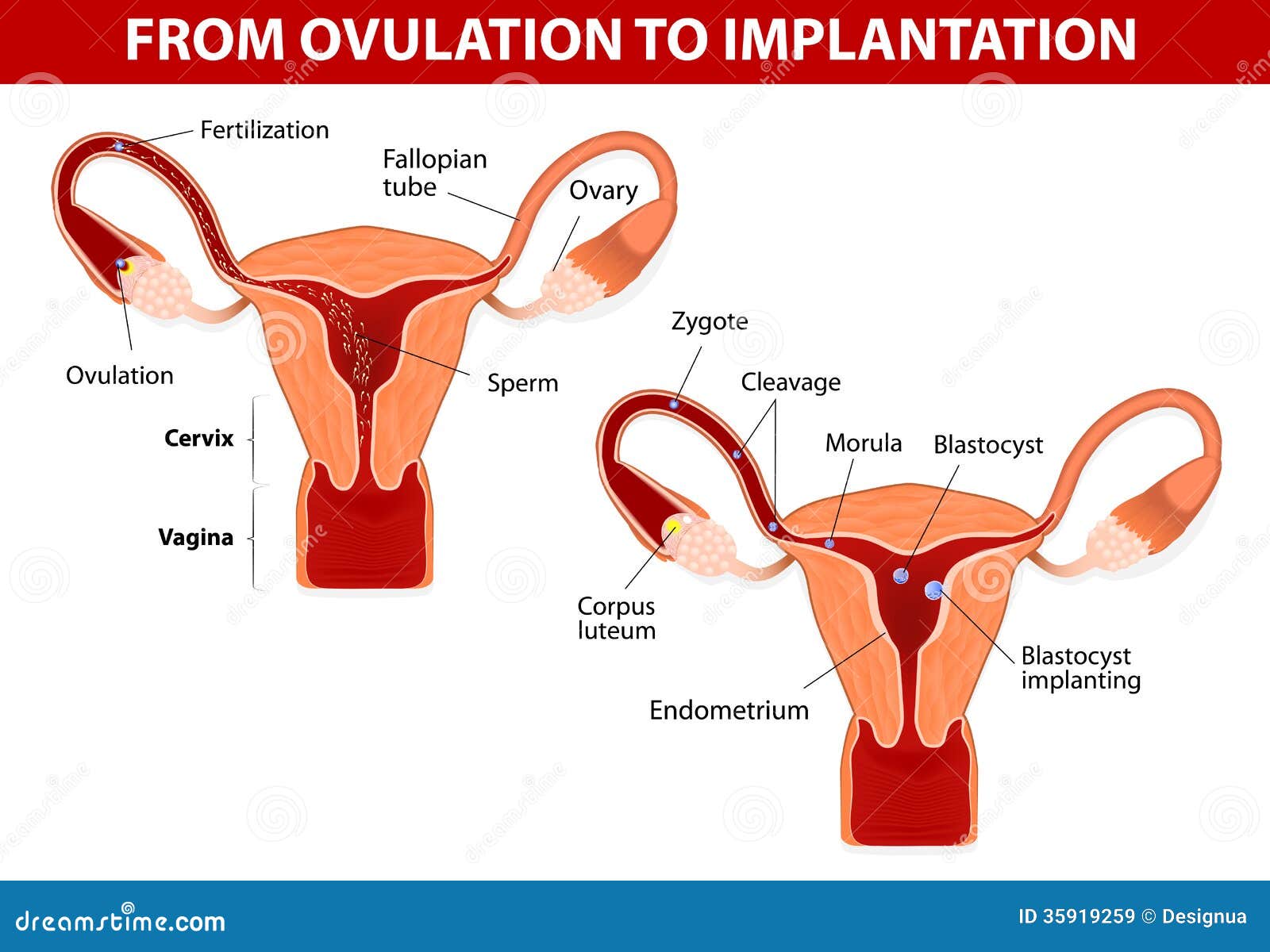 Ovulation Chart Female Menstrual Cycle Cartoon Vector Cartoondealer