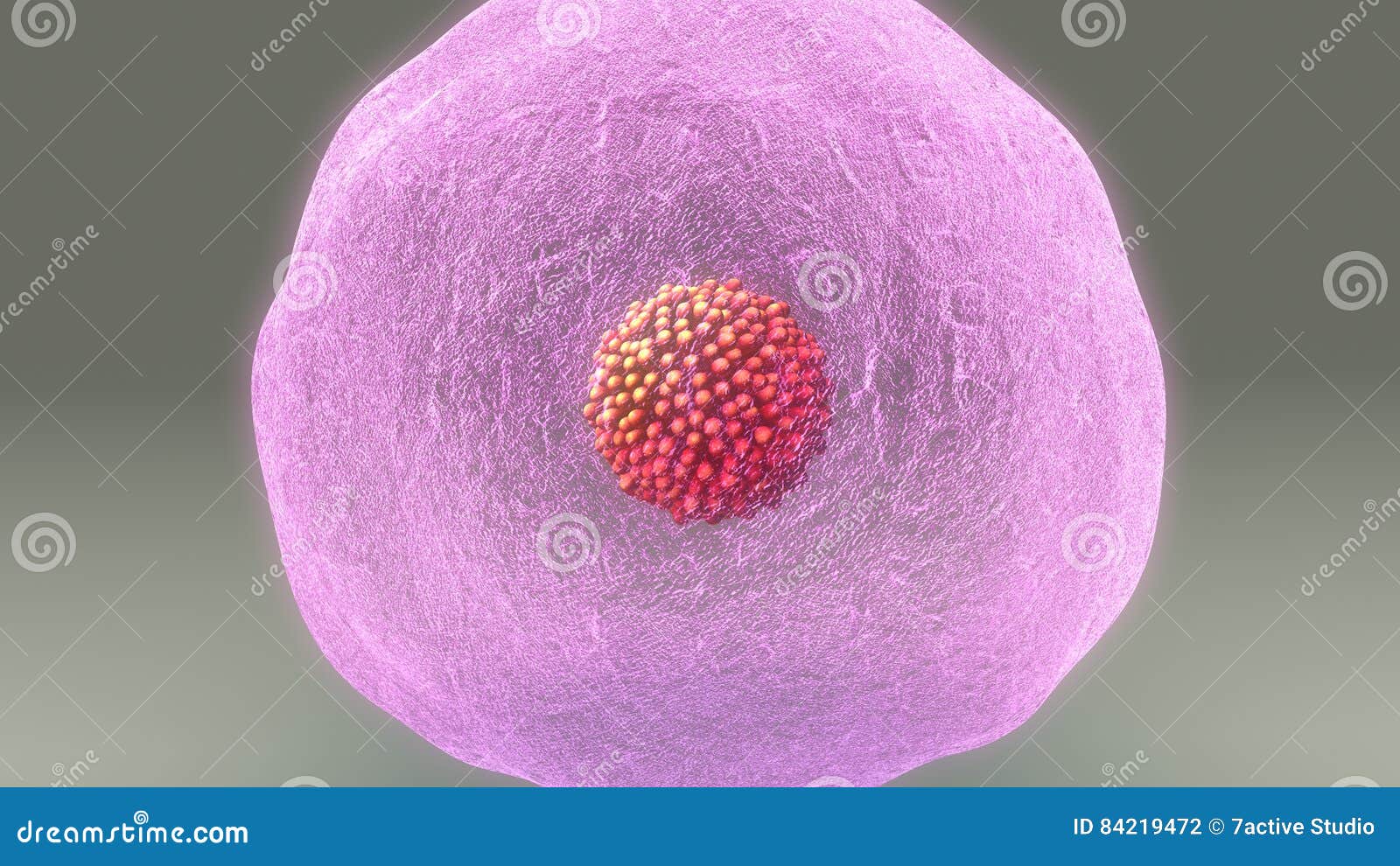 Ovule humain photo stock. Image du sperme, cellule, membrane - 84219472
