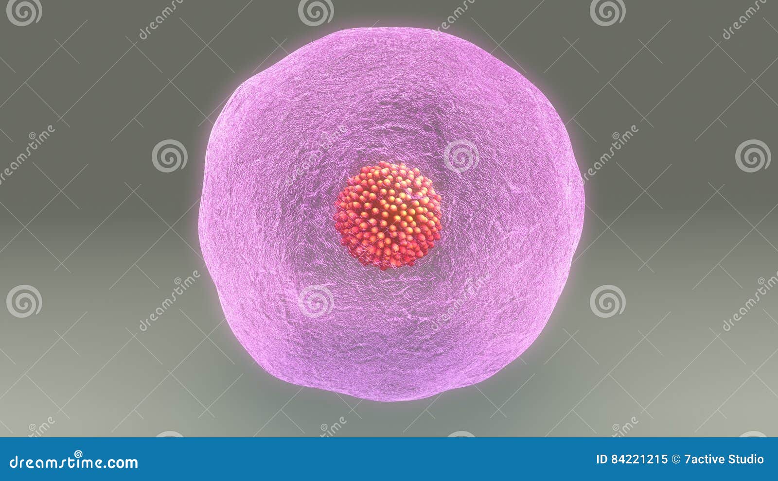 Ovule humain image stock. Image du embryon, mitochondries - 84221215