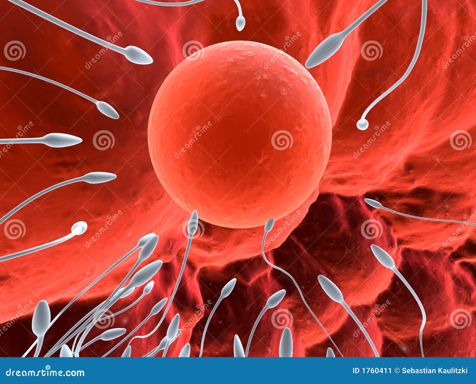 Ovule Humain Avec Le Sperme Illustration Stock - Illustration du était ...