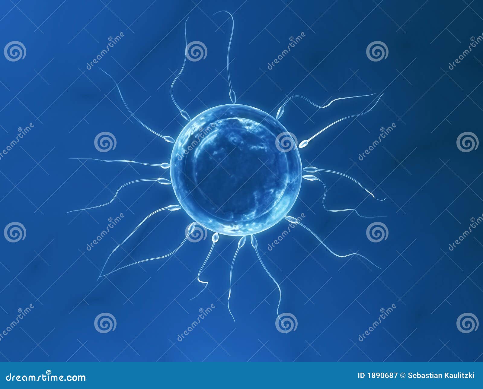 Ovule Humain Avec Le Sperme Illustration Stock - Illustration du ...